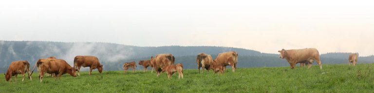 Bundesverband Deutscher Limousin-Züchter e. V. – Der Vorstand