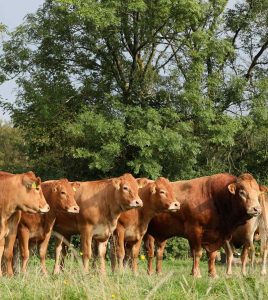 Bundesverband Deutscher Limousin-Züchter – Limousin in Deutschland