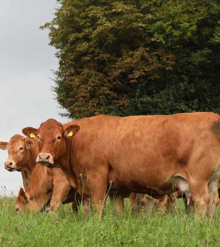 Bundesverband Deutscher Limousin-Züchter e. V. – Limousin Rinder